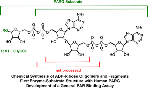 Synthesis of Dimeric ADP-Ribose and Its Structure with Human Poly(ADP ...