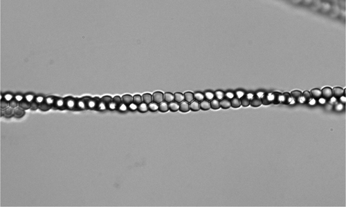 Patchy Particle Packing under Electric Fields,Journal of the American Chemical Society - X-MOL