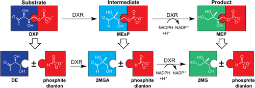 The Role of Phosphate in a Multistep Enzymatic Reaction: Reactions of ...