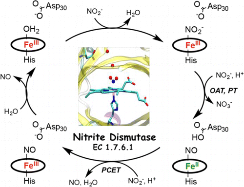 Nitrite Dismutase Reaction Mechanism: Kinetic and Spectroscopic ...