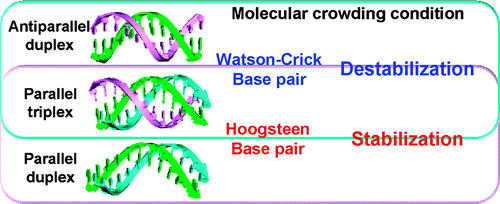 Hydration of Watson−Crick Base Pairs and Dehydration of Hoogsteen Base Pairs Inducing Structural ...