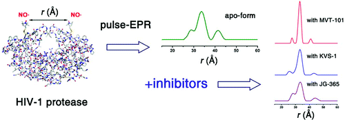 Dynamics of “Flap” Structures in Three HIV-1 Protease/Inhibitor ...