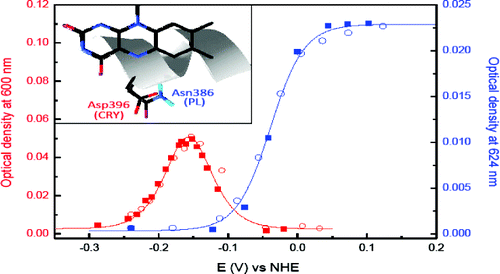 隐花色素和 DNA 光解酶之间的区别是什么？黄素氧化还原转变的光谱电化学比较,Journal of the American Chemical ...