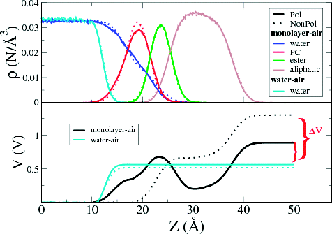 Many-Body Polarization Effects and the Membrane Dipole Potential ...