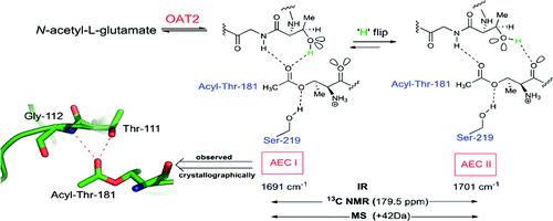 Anatomy of a Simple Acyl Intermediate in Enzyme Catalysis: Combined ...