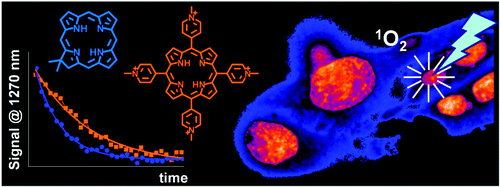 Singlet Oxygen in a Cell: Spatially Dependent Lifetimes and Quenching ...
