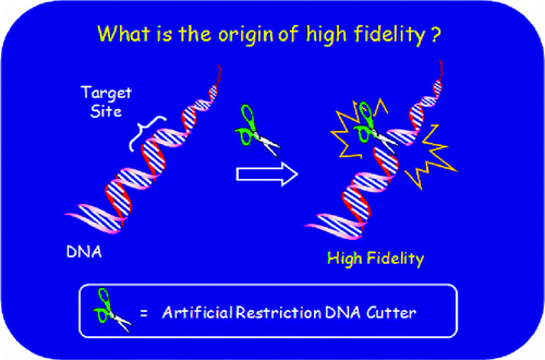 Origin of High Fidelity in Target-Sequence Recognition by PNA−Ce(IV ...