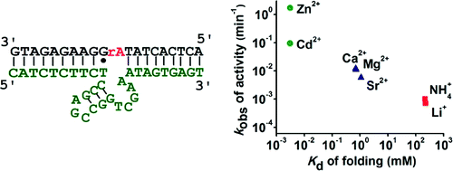 Activity, Folding and Z-DNA Formation of the 8-17 DNAzyme in the ...