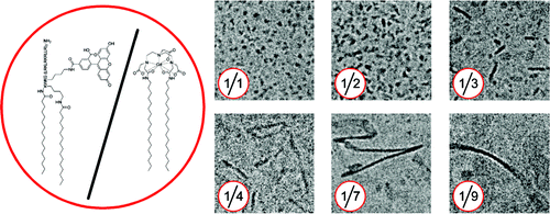 Well-Defined, Multifunctional Nanostructures of a Paramagnetic Lipid ...