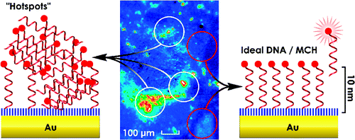 On the Nature of DNA Self-Assembled Monolayers on Au: Measuring Surface ...