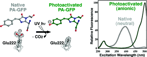 Structure and Mechanism of the Photoactivatable Green Fluorescent ...