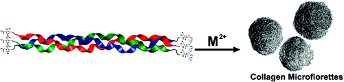 Self-assembly of Collagen Peptides into Microflorettes via Metal ...