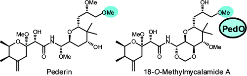 Pederin-Type Pathways of Uncultivated Bacterial Symbionts: Analysis ofO ...