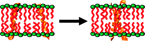 Using Two Fluorescent Probes to Dissect the Binding, Insertion, and ...