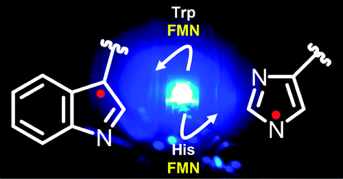 Light-Induced Oxidation of Tryptophan and Histidine. Reactivity of ...