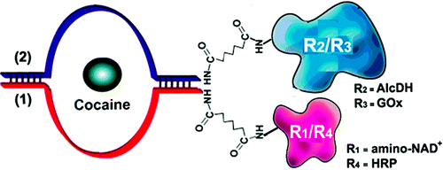 超分子可卡因-适体复合物激活生物催化级联,Journal of the American Chemical Society - X-MOL