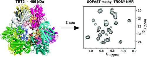 高分子量蛋白质组装体的快速二维 NMR 光谱,Journal of the American Chemical Society - X-MOL