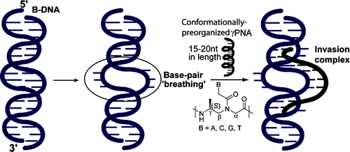 Strand Invasion of Extended, Mixed-Sequence B-DNA by γPNAs,Journal of ...