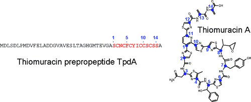 Ribosomally Synthesized Thiopeptide Antibiotics Targeting Elongation ...