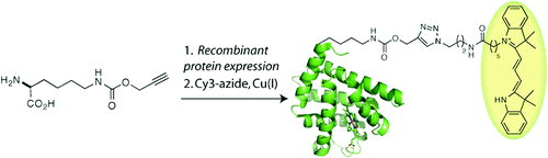 重组蛋白中脂肪族叠氮化物和炔烃的遗传编码和标记 viaa pyrrolysyl-tRNA synthetase/tRNACUAPair 和 ...