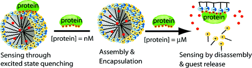 Fluorescence Patterns from Supramolecular Polymer Assembly and ...