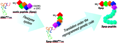 用带有外来肽的启动子 tRNA 启动翻译,Journal of the American Chemical Society - X-MOL