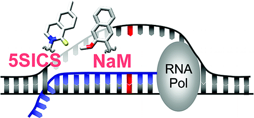 Transcription of an Expanded Genetic Alphabet,Journal of the American ...