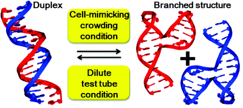 分子拥挤条件下 DNA 三向连接的稳定性,Journal of the American Chemical Society - X-MOL