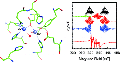 金属离子诱变：紫色酸性磷酸酶从甘薯转化为中性磷酸酶，形成前所未有的催化能力 MnIIMnII 活性位点,Journal of the ...