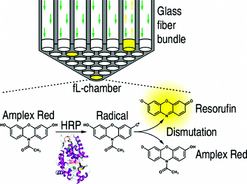 Mechanistic Aspects of Horseradish Peroxidase Elucidated through Single ...