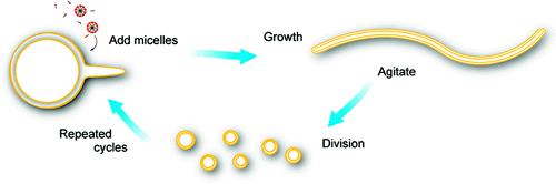 Coupled Growth and Division of Model Protocell Membranes,Journal of the ...
