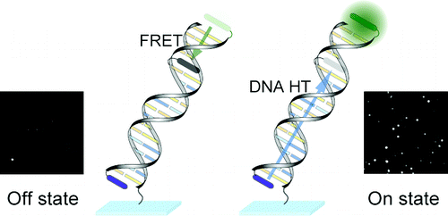 “Signal-On” Detection of DNA Hole Transfer at the Single Molecule Level ...