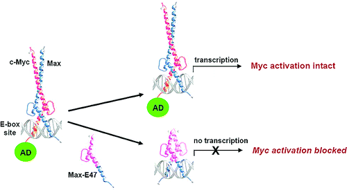 Max-E47，一种在体内靶向 E-box DNA 位点的设计极简蛋白,Journal of the American Chemical ...