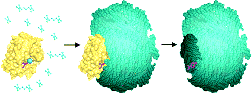 作为酶抑制剂的分子印迹微凝胶,Journal of the American Chemical Society - X-MOL