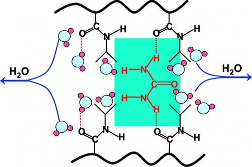 Investigating the Hydrogen-Bonding Model of Urea Denaturation,Journal ...