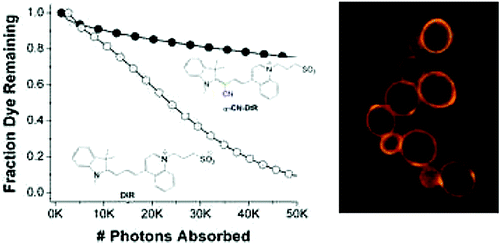 Enhanced Photostability of Genetically Encodable Fluoromodules Based on ...