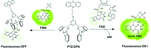 A Bifunctional Molecule as an Artificial Flavin Mononucleotide Cyclase and a Chemosensor for ...