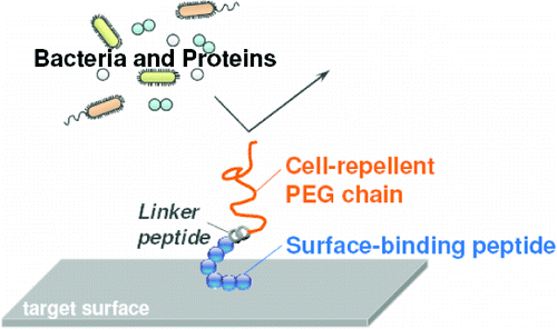 Directed Assembly of PEGylated-Peptide Coatings for Infection-Resistant ...