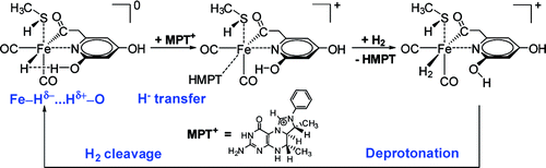 Monoiron Hydrogenase Catalysis: Hydrogen Activation with the Formation of a Dihydrogen, Fe−Hδ− ...