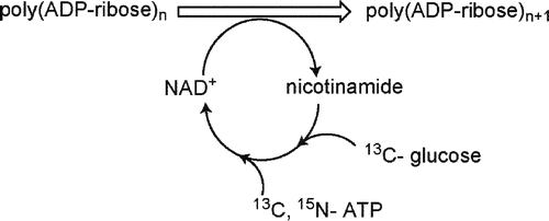 Enzymatic Synthesis and Structural Characterization of13C,15N-Poly(ADP ...