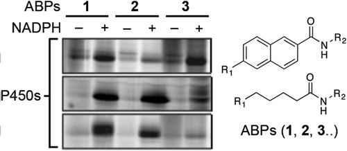 一套基于活性的人细胞色素 P450 酶探针,Journal of the American Chemical Society - X-MOL