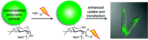 Chemoselective Ligation in the Functionalization of Polysaccharide ...