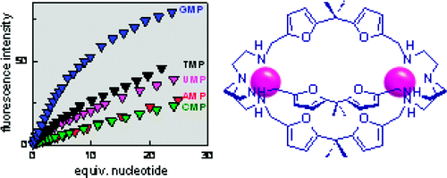 Dicopper (II) Cryptate 对核苷单磷酸的识别和感知,Journal of the American Chemical ...