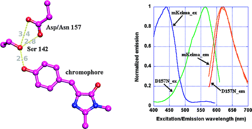 红色荧光蛋白 mKeima 中的激发态质子转移,Journal of the American Chemical Society - X-MOL