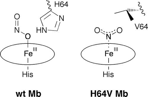 The Distal Pocket Histidine Residue in Horse Heart Myoglobin Directs ...
