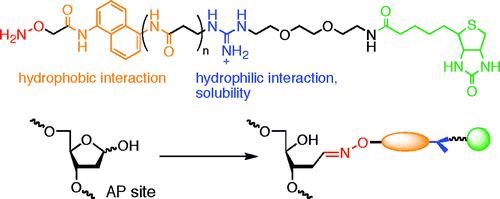 Construction of Highly Reactive Probes for Abasic Site Detection by ...