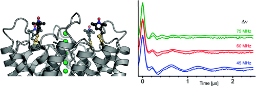 Pulsed Electron−Electron Double-Resonance Determination of Spin-Label ...