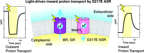 Engineering an Inward Proton Transport from a Bacterial Sensor ...