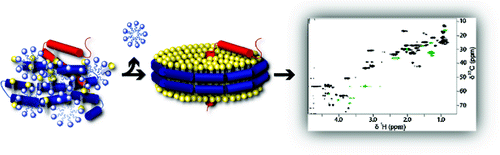Integral Membrane Proteins in Nanodiscs Can Be Studied by Solution NMR ...