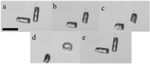具有超大振幅收缩的微米级主链液晶弹性体致动器,Journal of the American Chemical Society - X-MOL